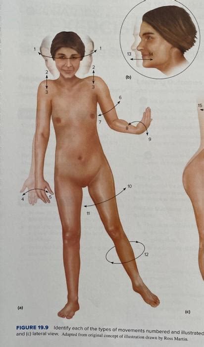 Solved Identify The Types Of Joint Movements Numbered In Chegg