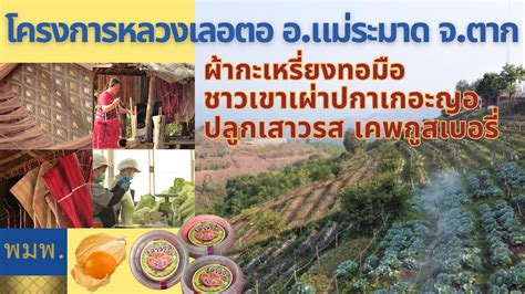 โครงการหลวงเลอตอ อ แมระมาด จ ตาก โครงการหลวง โครงการพระราชดำร ผา