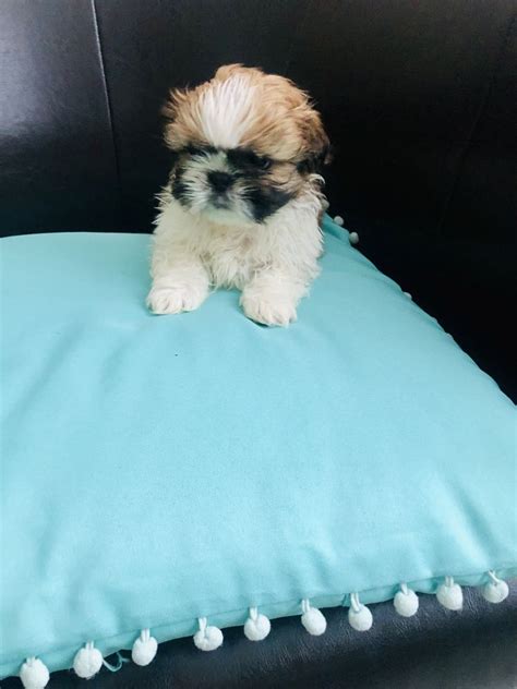 Shih tzu szczeniaczek do rezerwacji Płock OLX pl