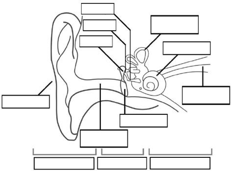 AP Psych Unit 3 Diagram 2 Diagram Quizlet