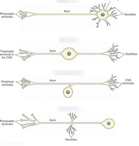 Different Types Of Neurons Diagram Quizlet