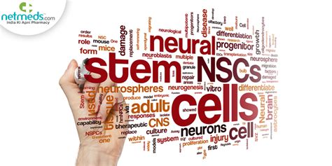Neural Stem Cells What Is It And How It Can Treat Brain Diseases And