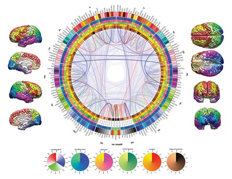 mapping morphometry and connectedness of the human brain doccheck
