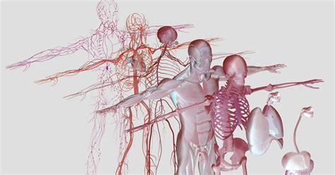 Cuánto sabes sobre curiosidades del cuerpo humano