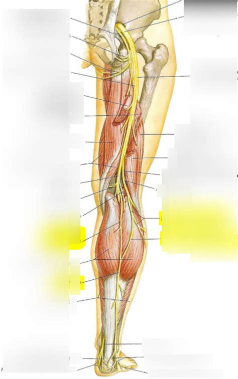 Lower Limb Nerves Diagram Quizlet