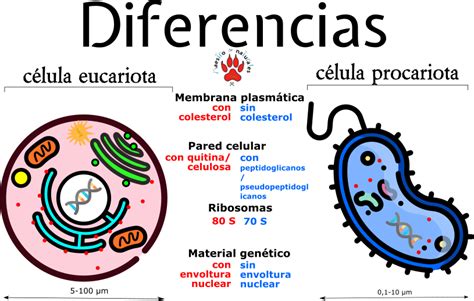 Diferencias Entre La Celula Procariota Y Eucariota