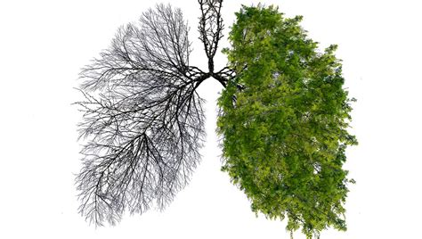 Lungenarterie Anatomie Und Funktion Medi Karriere