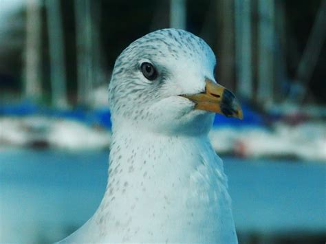 무료 이미지 해조 부리 푸른 동물 상 닫다 척골가 있는 신천옹 물새 charadriiformes 유럽 청어