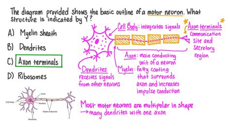 Motor Neuron Model