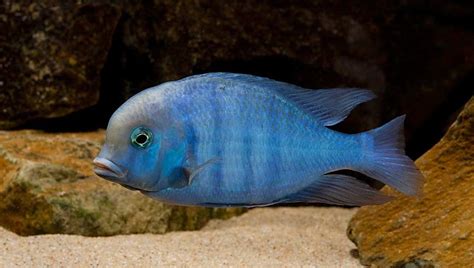 Top 25 Most Popular Freshwater Fish For Beginners Everything