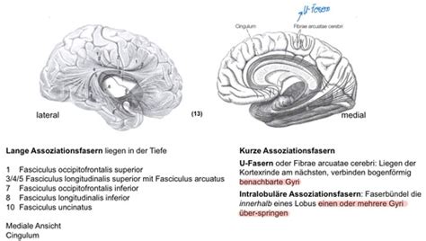 Neuroanatomie Flashcards Quizlet