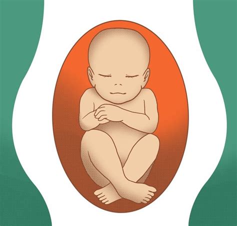 4 vị trí nằm của thai nhi trong bụng mẹ tư thế đầu tiên là tốt nhất