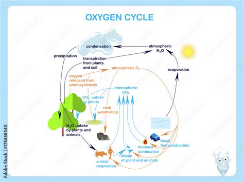 Scheme Of The Oxygen Cycle Flats Design Stock Vector Illustration