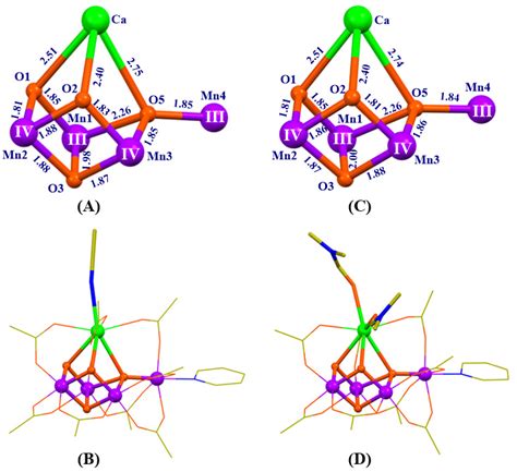 Crystal Structures Of Two New Artificial Mn Cao Complexes With An