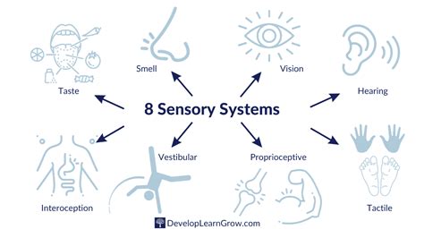 The Sensory Systems Explained Occupational Therapy Intro Develop