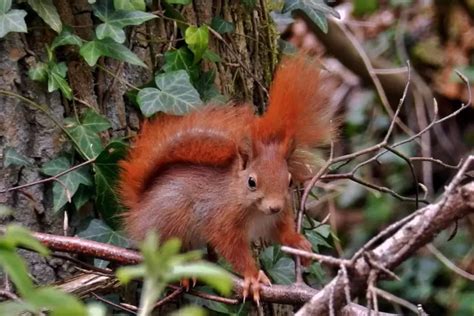 Nils erklärt Nicht alle Eichhörnchen sind rot Wissen RHEINPFALZ
