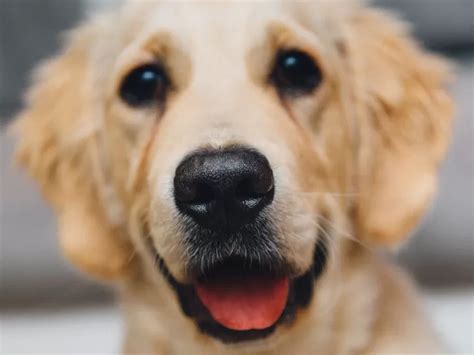 Tumor testicular en perros síntomas causas y opciones de tratamiento