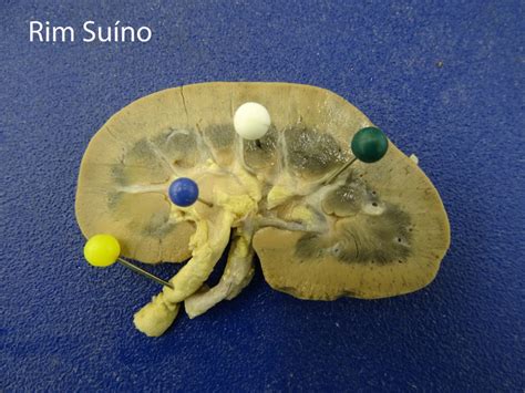 rim suino 9 Anatomia Veterinária I