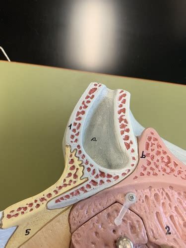 Nose And Nasal Cavity Flashcards Quizlet