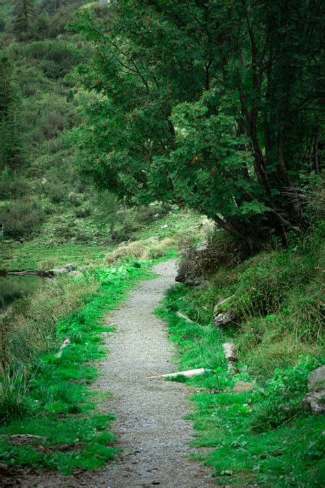 Vertical Closeup Of A Path Surrounded By Trees Stock Image Image Of