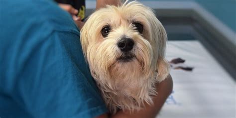 Tipos de castração de cachorro quais os mais comuns Entenda aqui