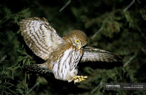 Northern Pygmy Owl In Flight Landing In Rain Forest Horizontal