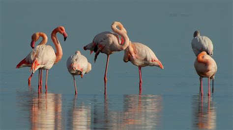Descubre dónde ver a los flamencos rosados en Yucatán