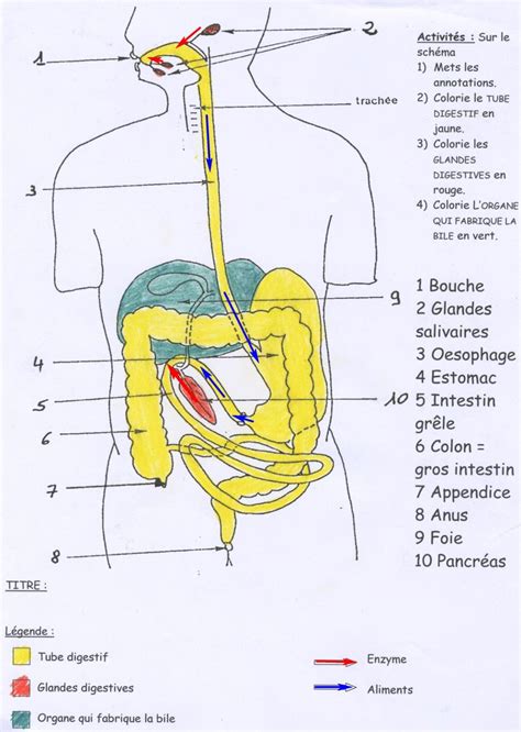 Structure De L Appareil Digestif Anatomie De Lappareil Digestif