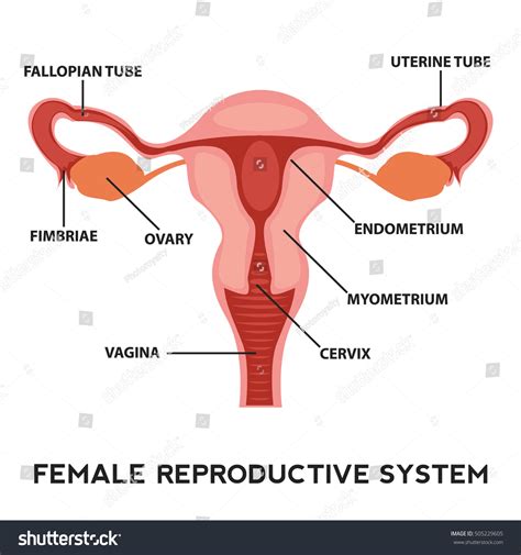 Female Reproductive System Image Diagram Vagina Medical Human Anatomy