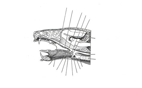 Head Pt Diagram Quizlet