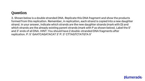 SOLVED Shown Below Is A Double Stranded DNA Replicate This DNA