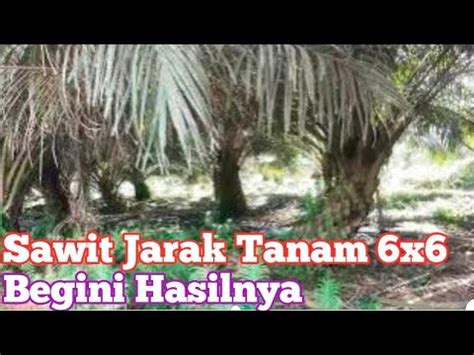 Sawit Jarak Tanam 6x6 Begini Hasilnya Sawit Vlog Youtube