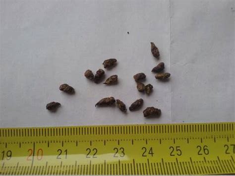 Crotte De Souris Photos