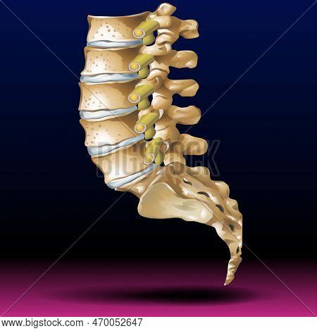 Lower Spine Human Image Photo Free Trial Bigstock