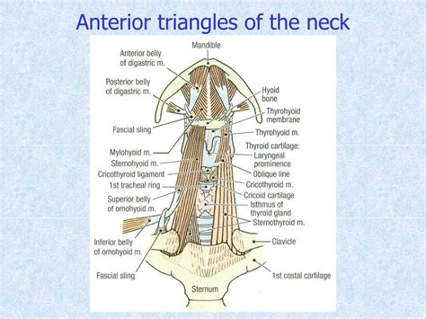 Anterior Triangle Of The Neck Subdivisions Teachmeanatomy