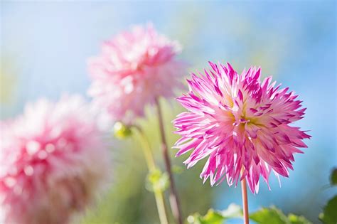 Bunga Merah Jambu Biru Bunga Bunga Foto Gratis Di Pixabay Pixabay