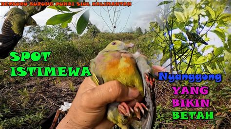 Berburu Burung Punai Kalimantan Nyanggong Spot Istimewa Yang Bikin