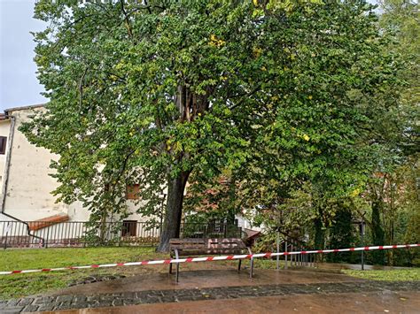 Se ha derribado un árbol que estaba a punto de caerse en el Parque
