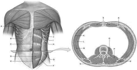 Oblique And Rectus Muscles Cross Section Diagram Quizlet