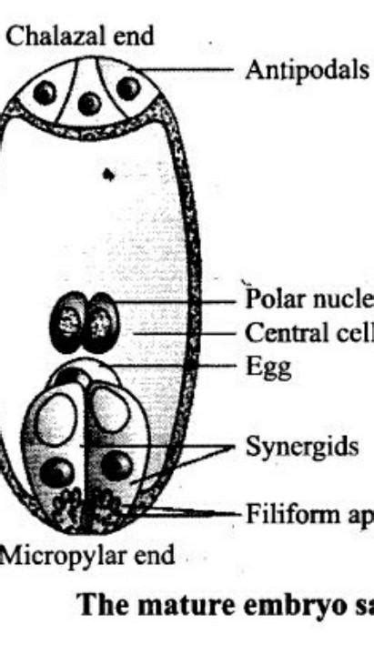 Embryo Diagram Labeled With Yolk Sac