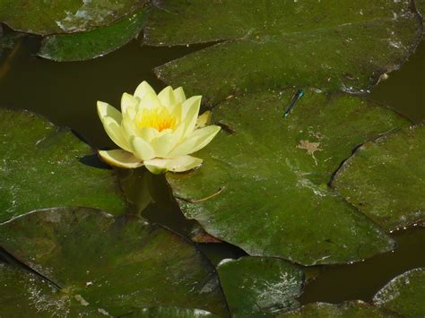 Lilia Wodna Kwiat Natura Darmowe zdjęcie na Pixabay Pixabay