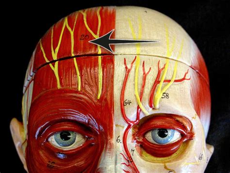 Anatomy Lab Practical Flashcards Quizlet