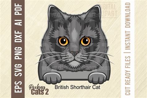 British Shorthair Cat Color Svg Cat Svg Cat Clip Art Svg