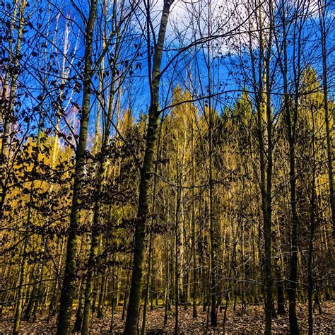 Wald Bäume Himmel Kostenloses Foto auf Pixabay Pixabay