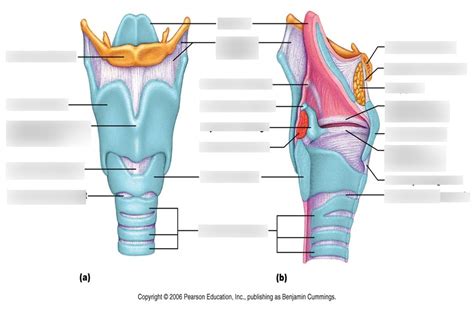 Larynx Lab Quiz 2 Diagram Quizlet