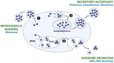 Viruses Free Full Text Intercellular Transmission Of Naked Viruses