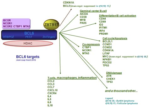 BCL6 B Cell Lymphoma 6