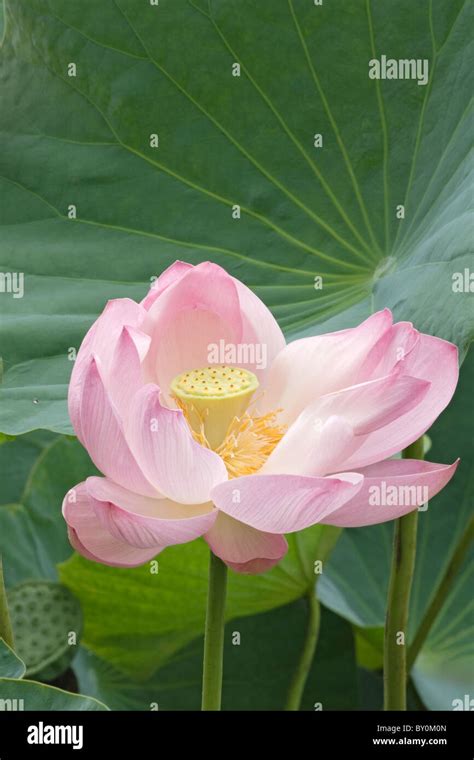 Sacred Lotus Nelumbo Nucifera Stock Photo Alamy