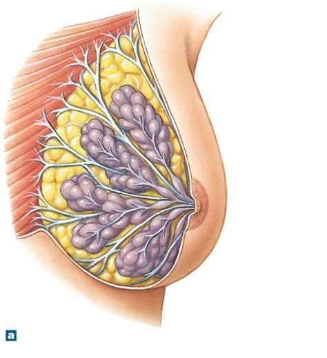Mammary Glands Diagram Quizlet