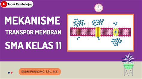 TRANSPOR AKTIF MEKANISME TRANSPOR MELALUI MEMBRAN BIOLOGI KELAS XI